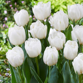 Tulip Bulbs for Sale | Colorful Spring Flowers - Easy to Grow™ – Easy ...