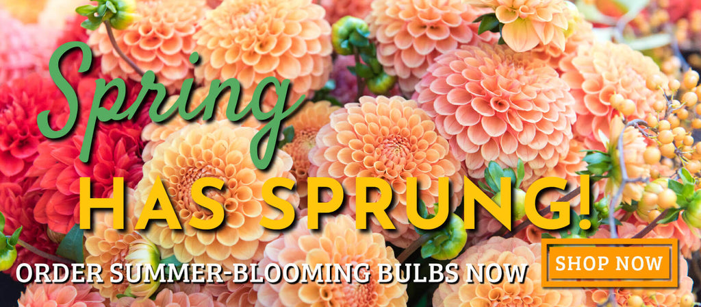 Easy To Grow Bulbs - Buy Flower Bulbs Online!