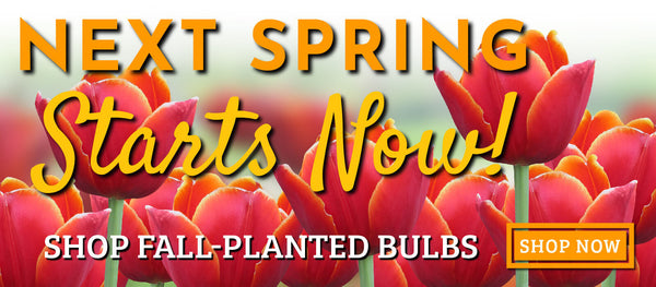 Easy To Grow Bulbs - Buy Flower Bulbs Online!