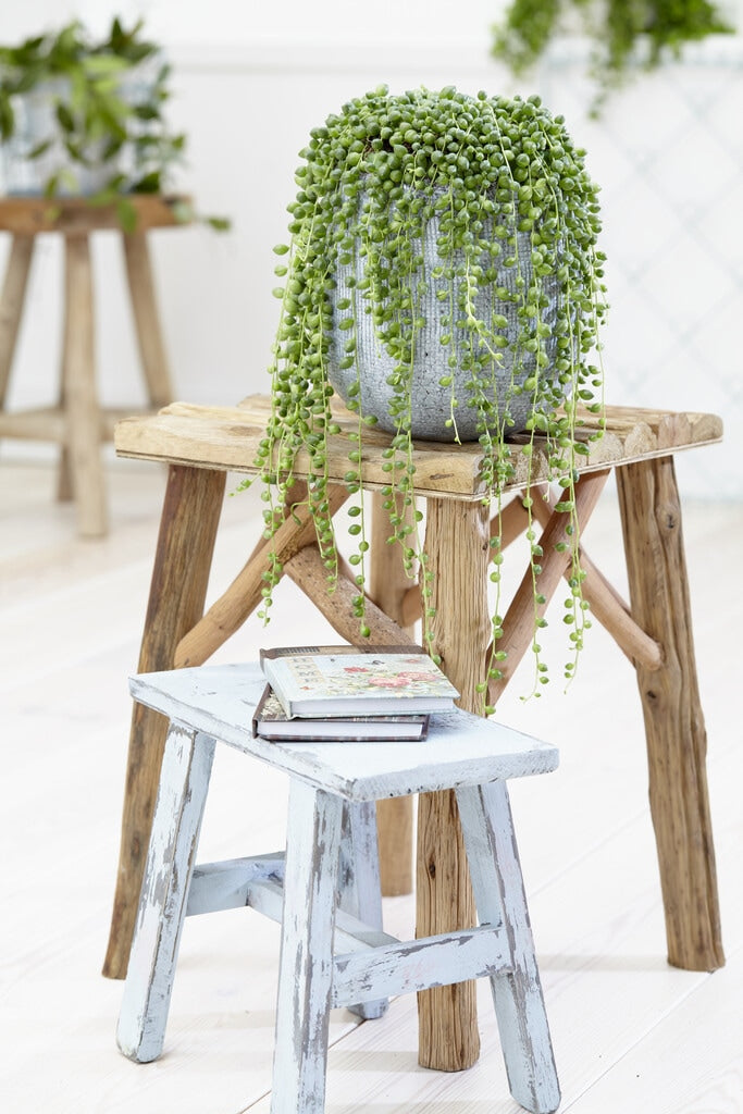 Introduction to Dwarf Alstroemeria / Princess Lilies – Easy To Grow Bulbs