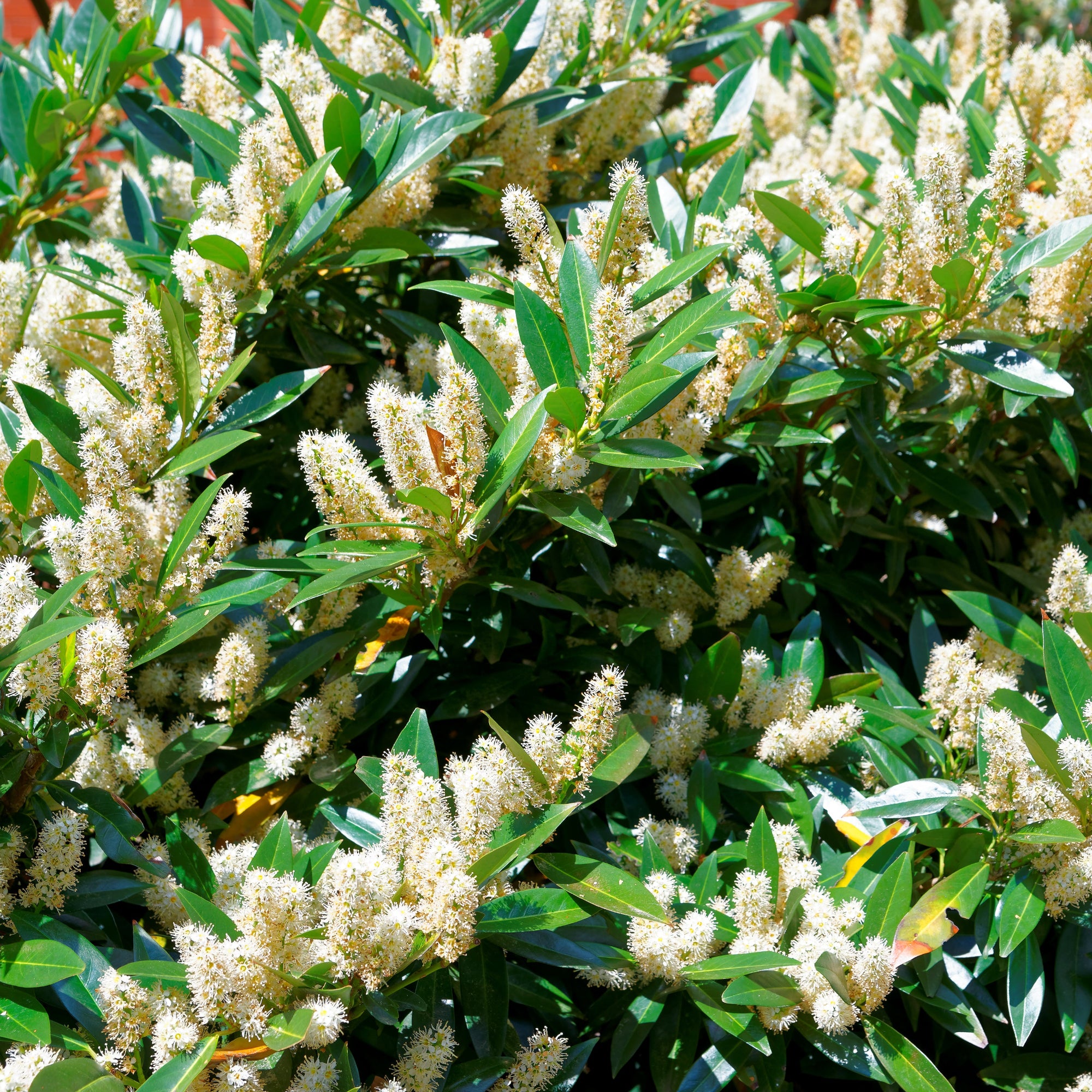 Itea First Editions Love Child Sweetspire – Easy To Grow Bulbs