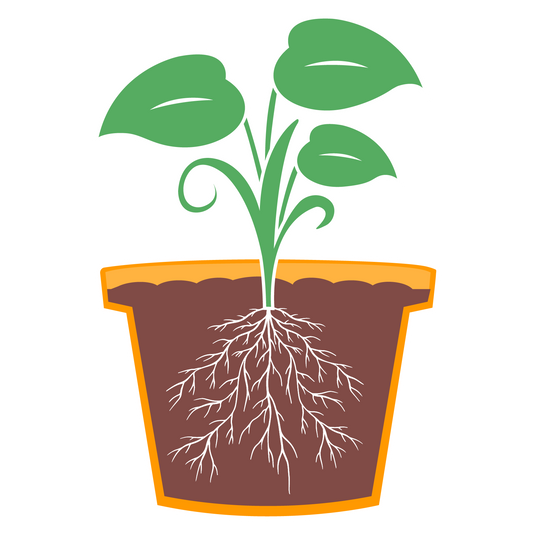 Beginner's Guide to Gardening: Planting Tips, Plant Structures, and ...