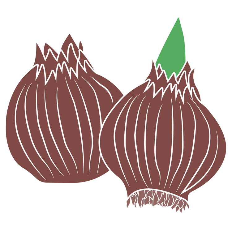 Beginner's Guide to Gardening: Planting Tips, Plant Structures, and ...