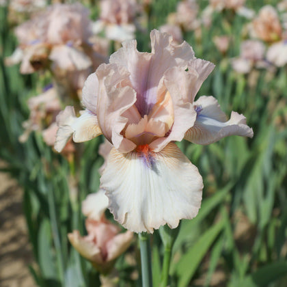 Pink Re-Blooming Bearded Iris Concertina Rhizomes – Easy To Grow Bulbs