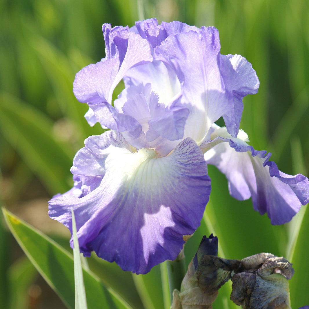 Easy to Grow Re-Blooming Bearded Iris Bulbs - Drought Tolerant – Easy ...