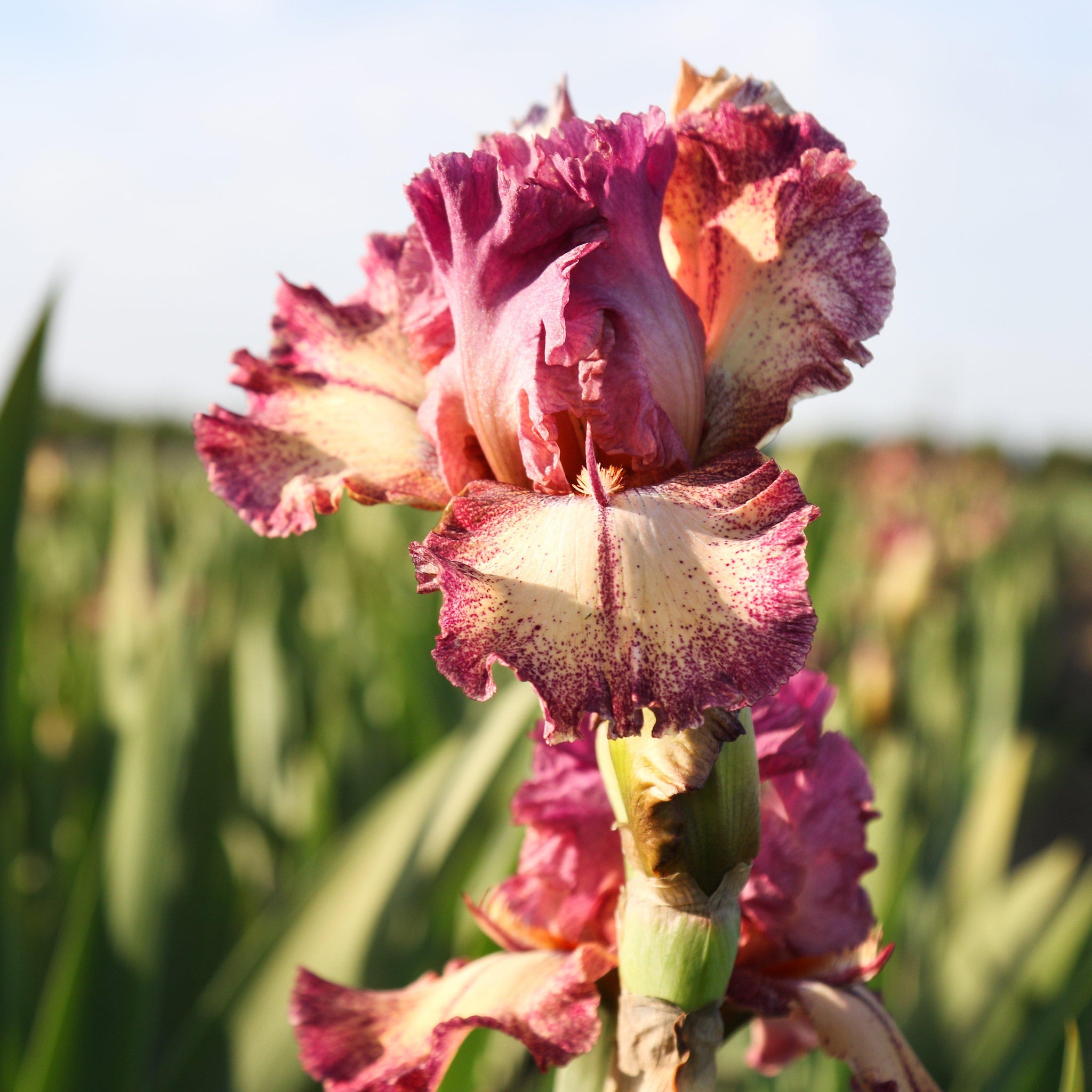 Easy to Grow Reblooming Bearded Iris Rock Star Rhizomes – Easy To Grow ...