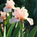 Pink & Orange Reblooming Bearded Iris October Splendor Bulbs – Easy To ...
