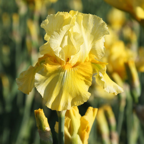 How to Plant Bearded Iris - Reblooming Bearded Iris Care Guide – Easy ...