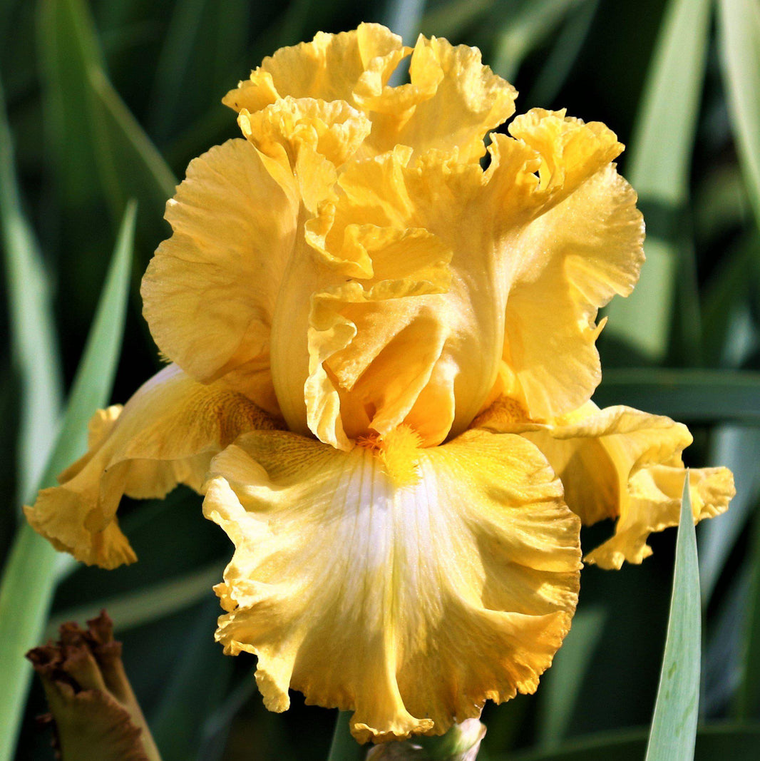 Bearded Iris Rhizomes for Sale | Easy to Grow Bulbs – tagged "Climate ...