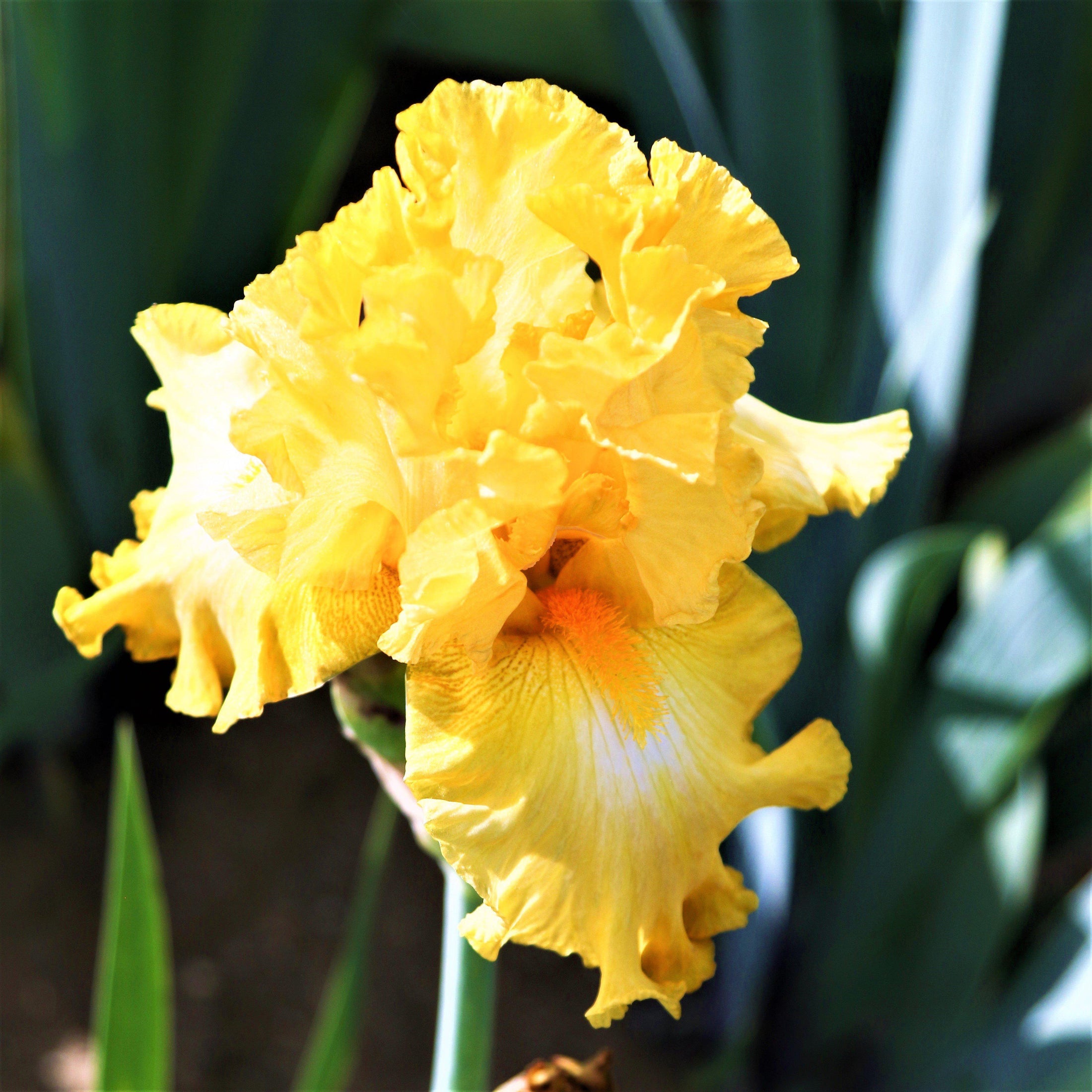 Golden Yellow Re-Blooming Bearded Iris Eggnog Rhizomes – Easy To Grow Bulbs