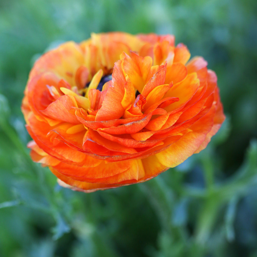 Ranunculus Bulbs For Sale Online | Easy to Grow™ – Easy To Grow Bulbs