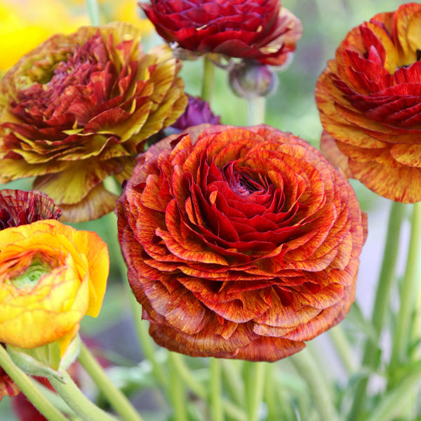 Ranunculus Bulbs Planting & Care Guide – Easy To Grow Bulbs