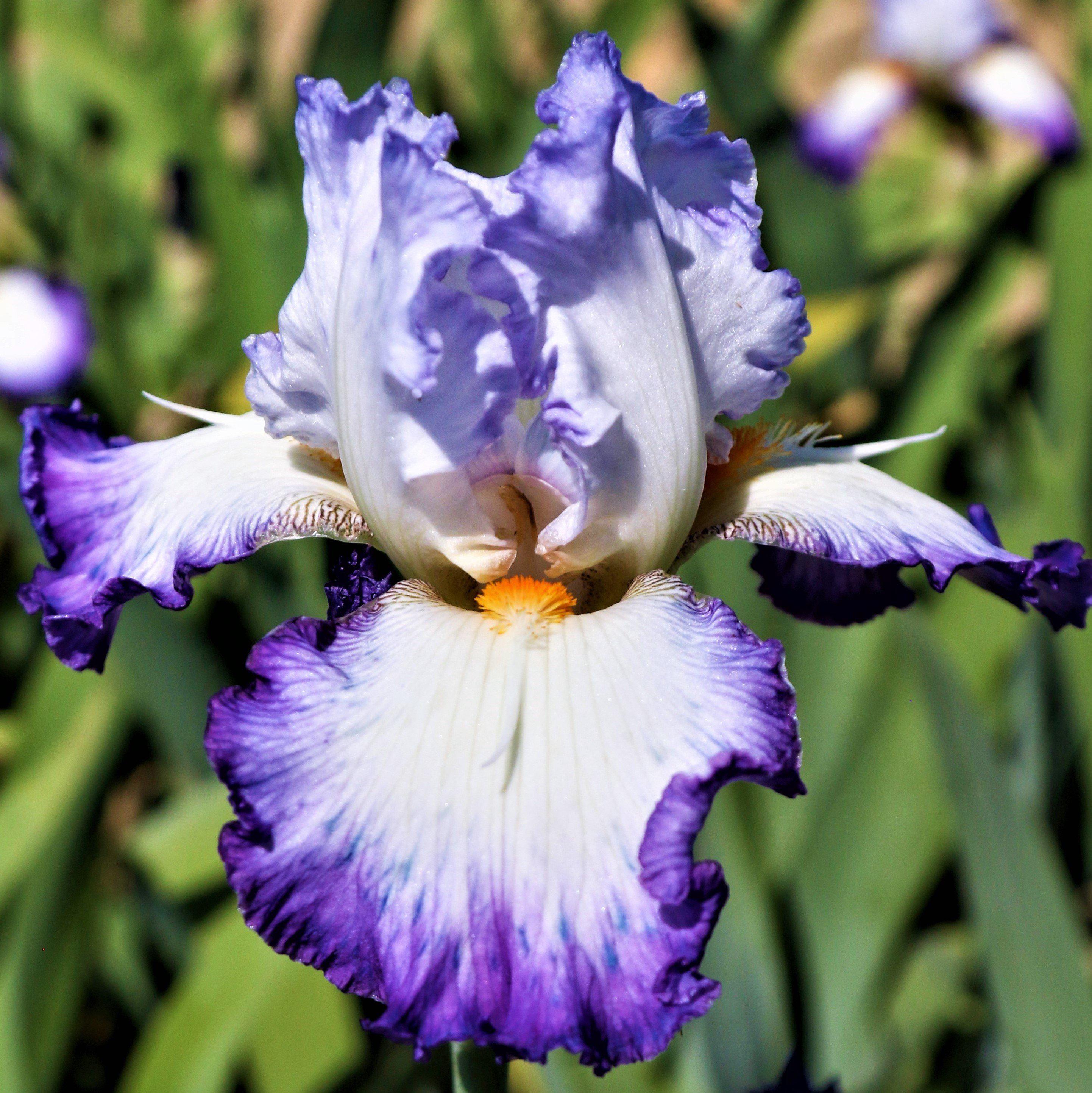 Purple & White Reblooming Bearded Iris Gypsy Lord Rhizomes – Easy To ...