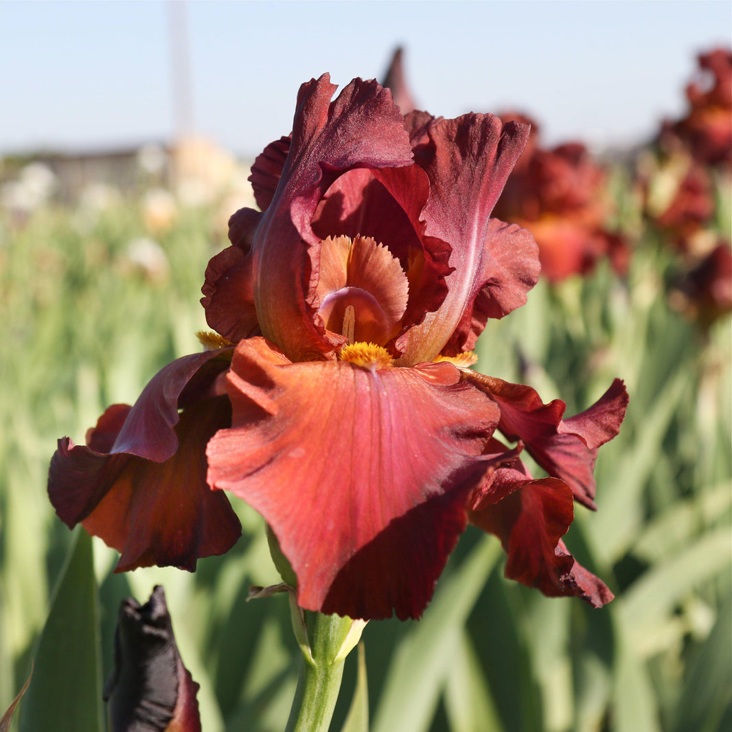 Bearded Iris – Page 2 – Easy To Grow Bulbs