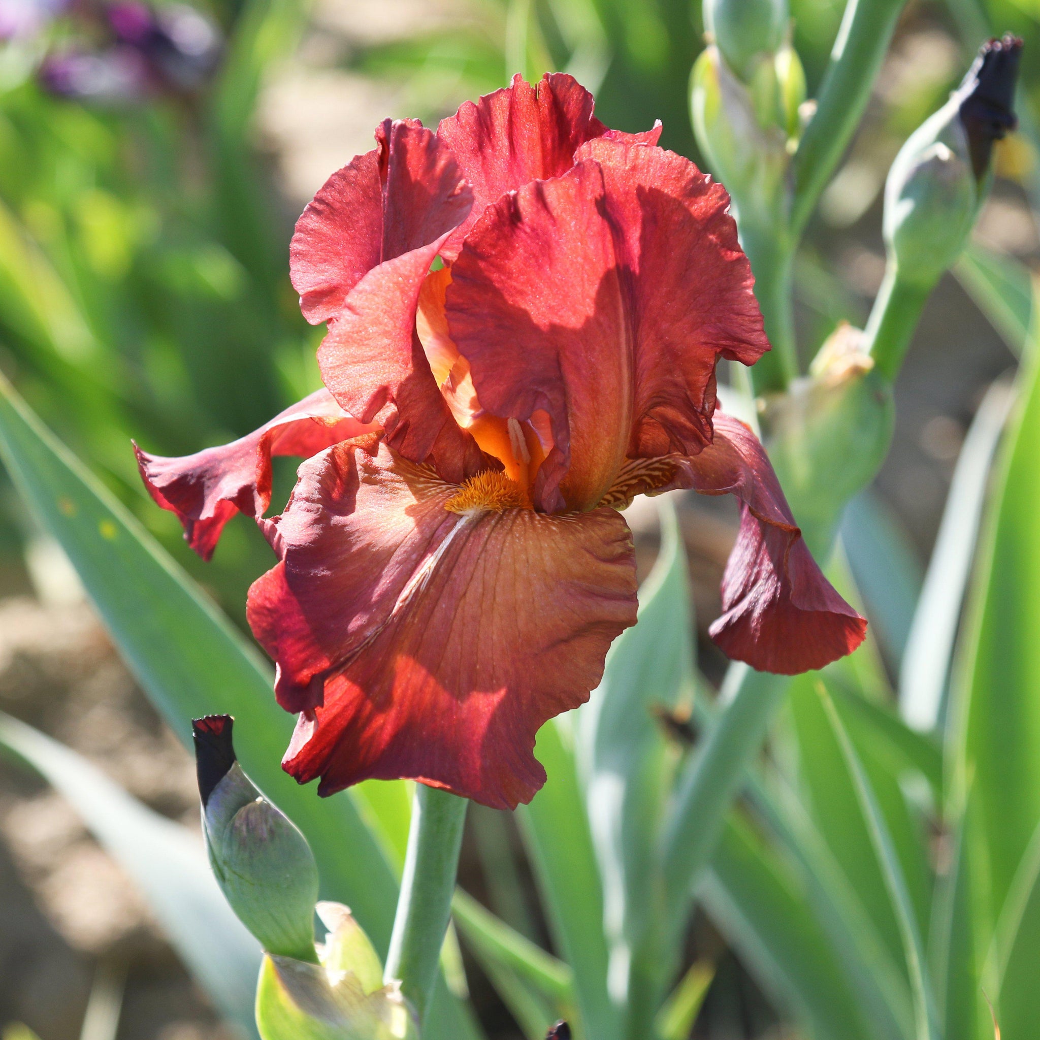 Reblooming Fragrant Red Bearded Iris My Friend Jonathan Rhizomes – Easy ...