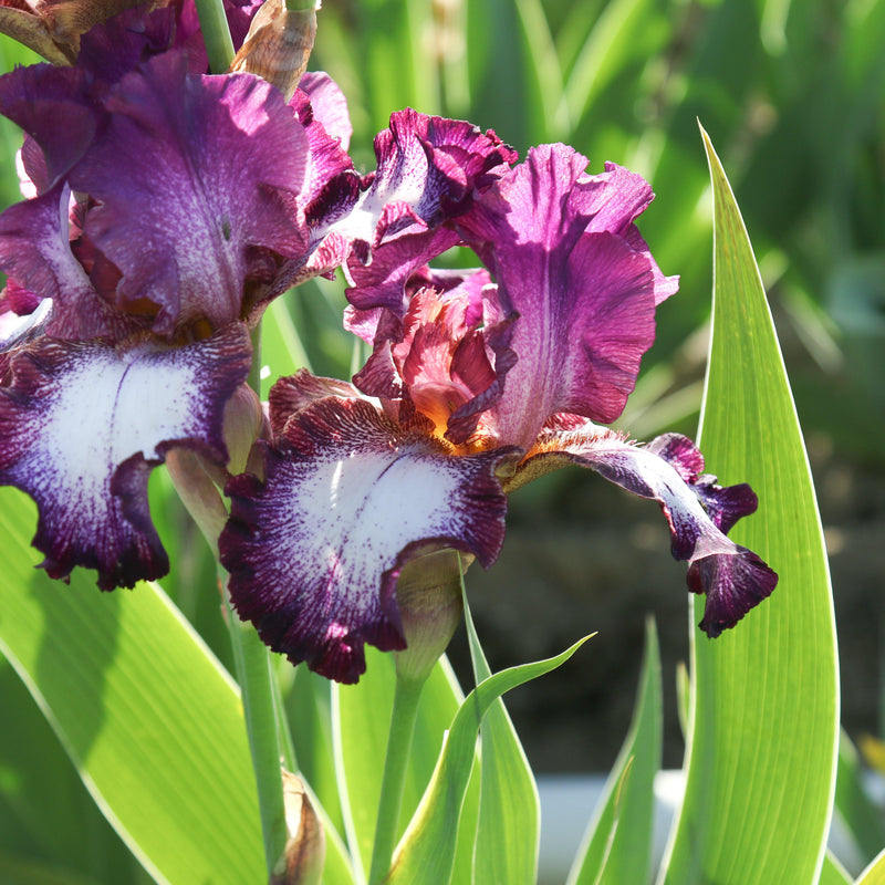 Re-Blooming Purple & Burgundy Bearded Iris Tennison Ridge Bulbs – Easy ...