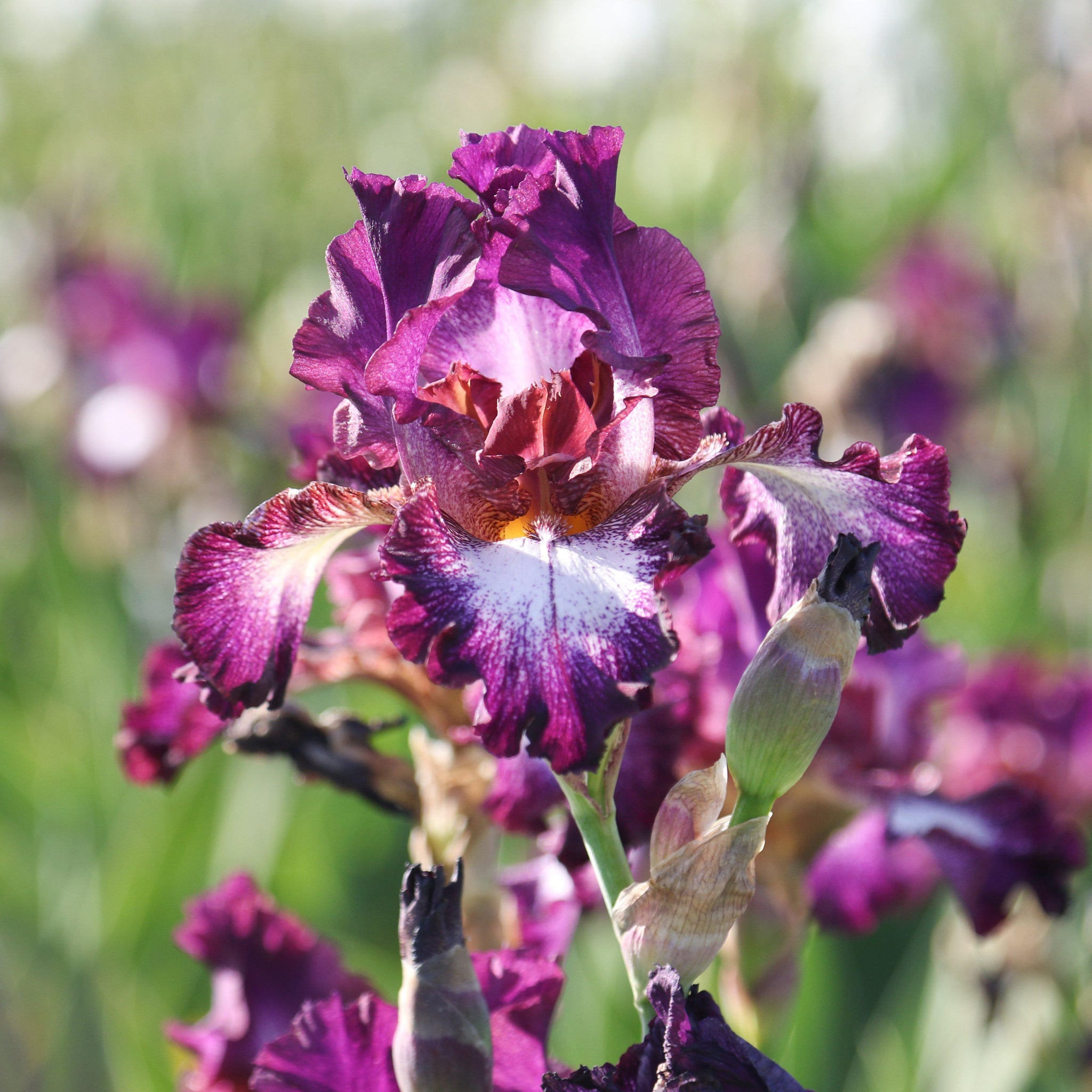 Re-Blooming Purple & Burgundy Bearded Iris Tennison Ridge Bulbs – Easy ...