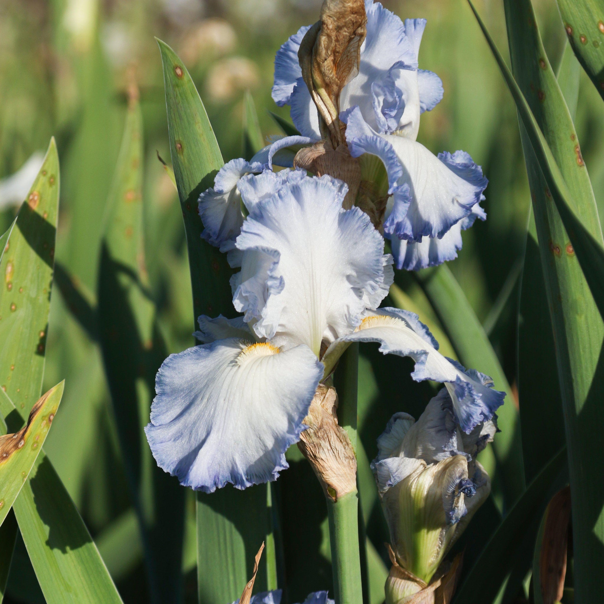 White and Blue Reblooming Bearded Iris Cloud Ballet Bulbs – Easy To ...