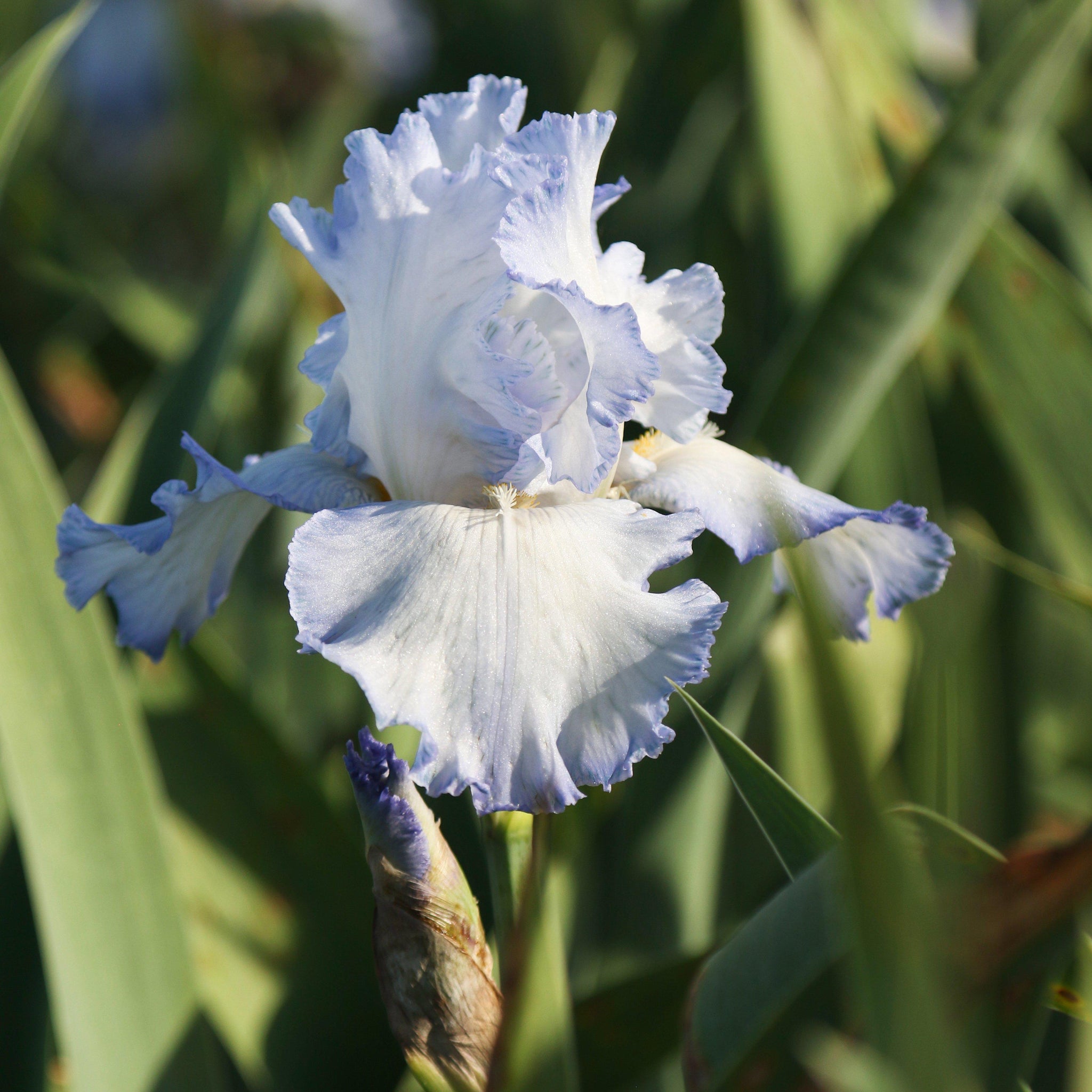 White and Blue Reblooming Bearded Iris Cloud Ballet Bulbs – Easy To ...