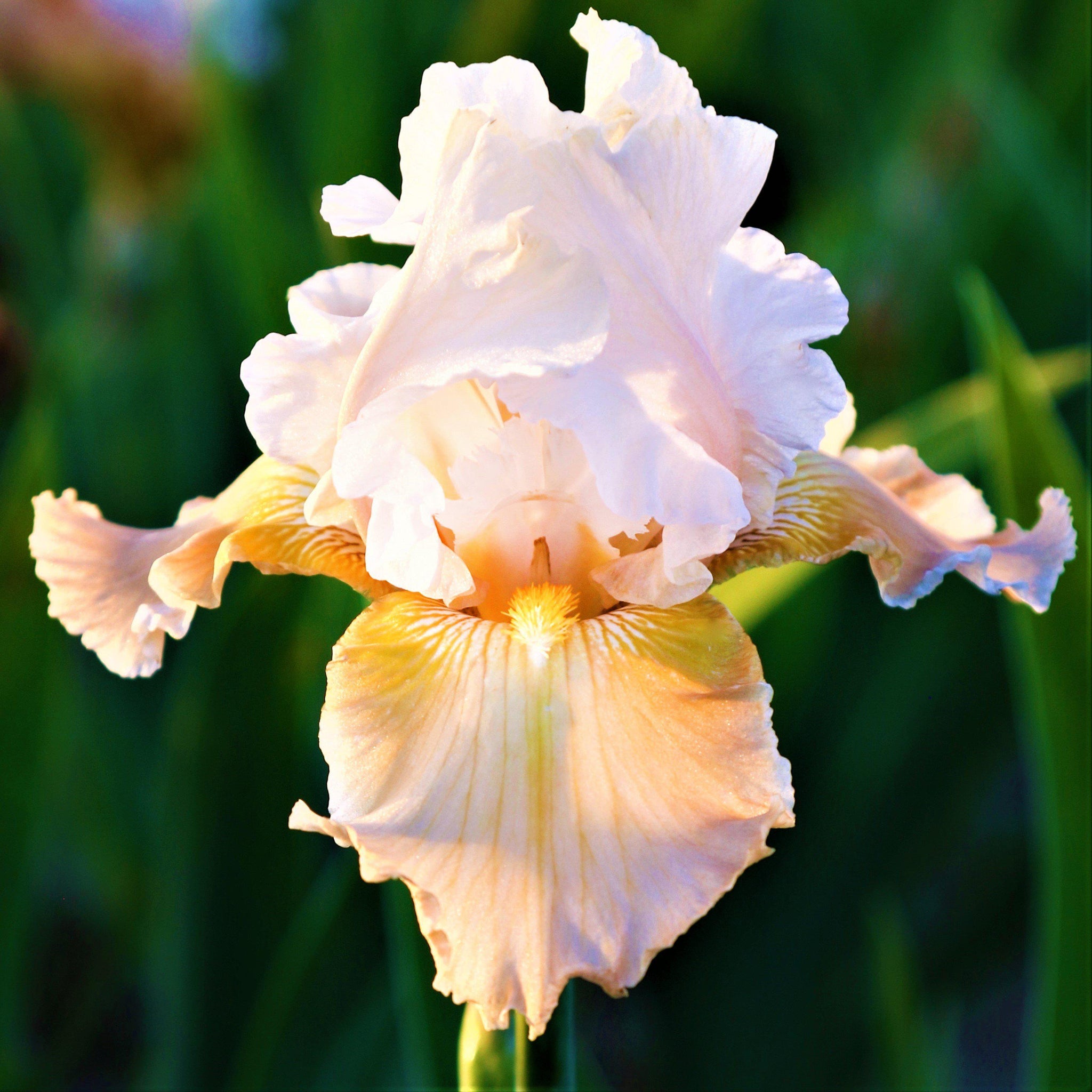 Peach & Pink Bearded Iris Champagne Elegance Rhizomes – Easy To Grow Bulbs