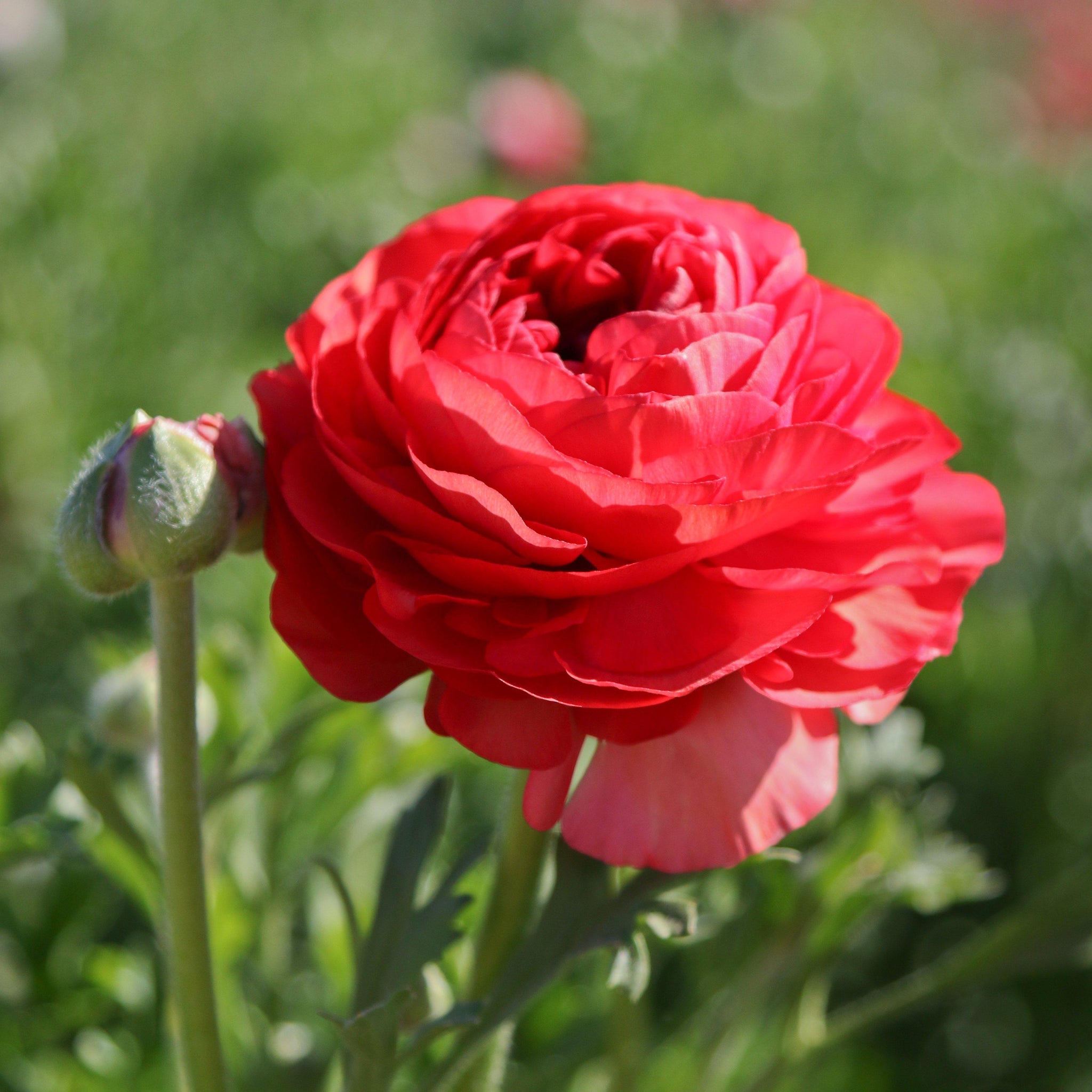 Bright Rose-Pink Tecolote® Ranunculus Bulbs for Sale | Rose – Easy To ...