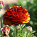 Unique Ranunculus Bulbs For Sale | Persian Buttercup Café – Easy To ...