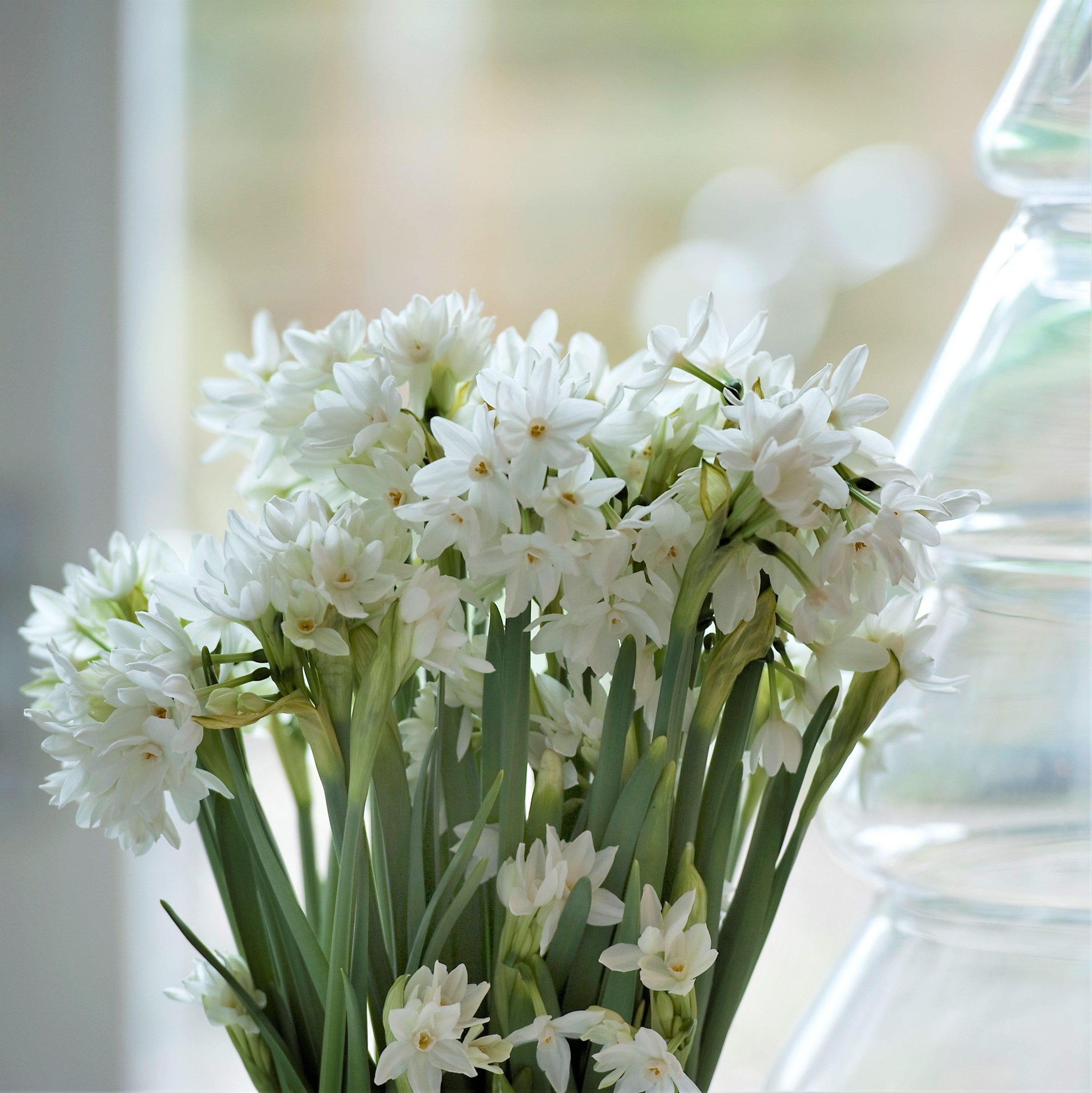 17+cm Narcissus Nir Paperwhite Bulbs For Sale | Fragrant – Easy To Grow ...