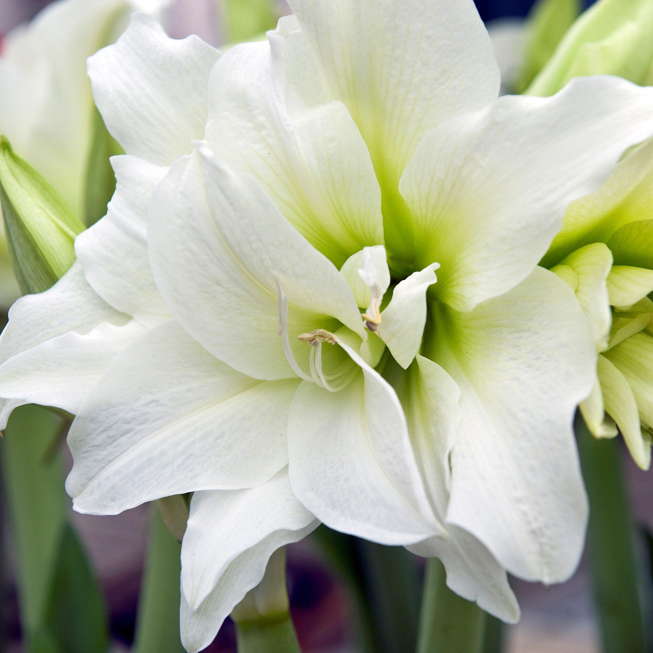 White Amaryllis Bulbs For Sale Online | Amaryllis Snow Drift – Easy To ...