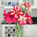Mixed Amaryllis Bulbs for Sale Online | Magic Medley Mix Trio – Easy To ...