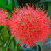 Red Haemanthus Bulbs for Sale Online | African Blood Lily – Easy To ...