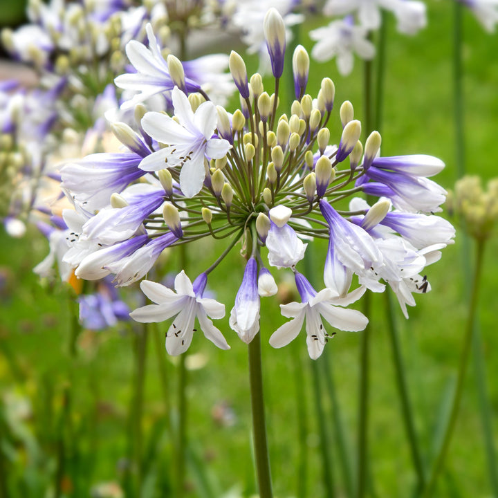 Agapanthus Planting & Growing Guide – Easy To Grow Bulbs