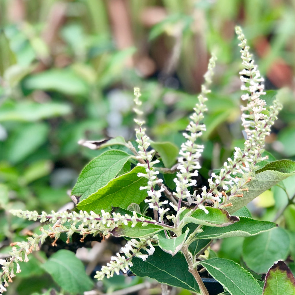Sweet Almond Bush Plants For Sale | Aloysia Virgata (Fragrant) – Easy ...