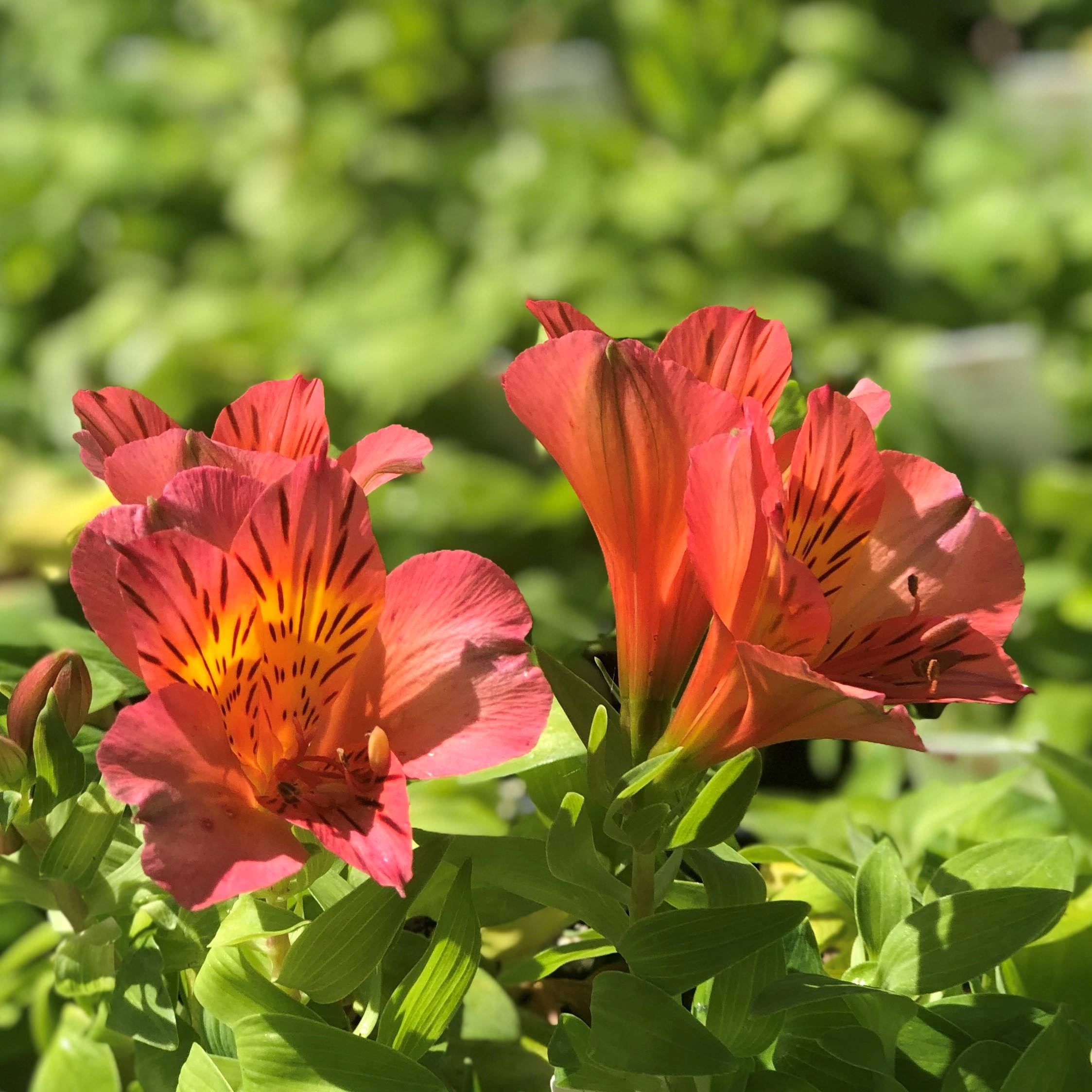 Beautiful Peruvian Lily | Alstroemeria Plants For Sale Online – Easy To ...