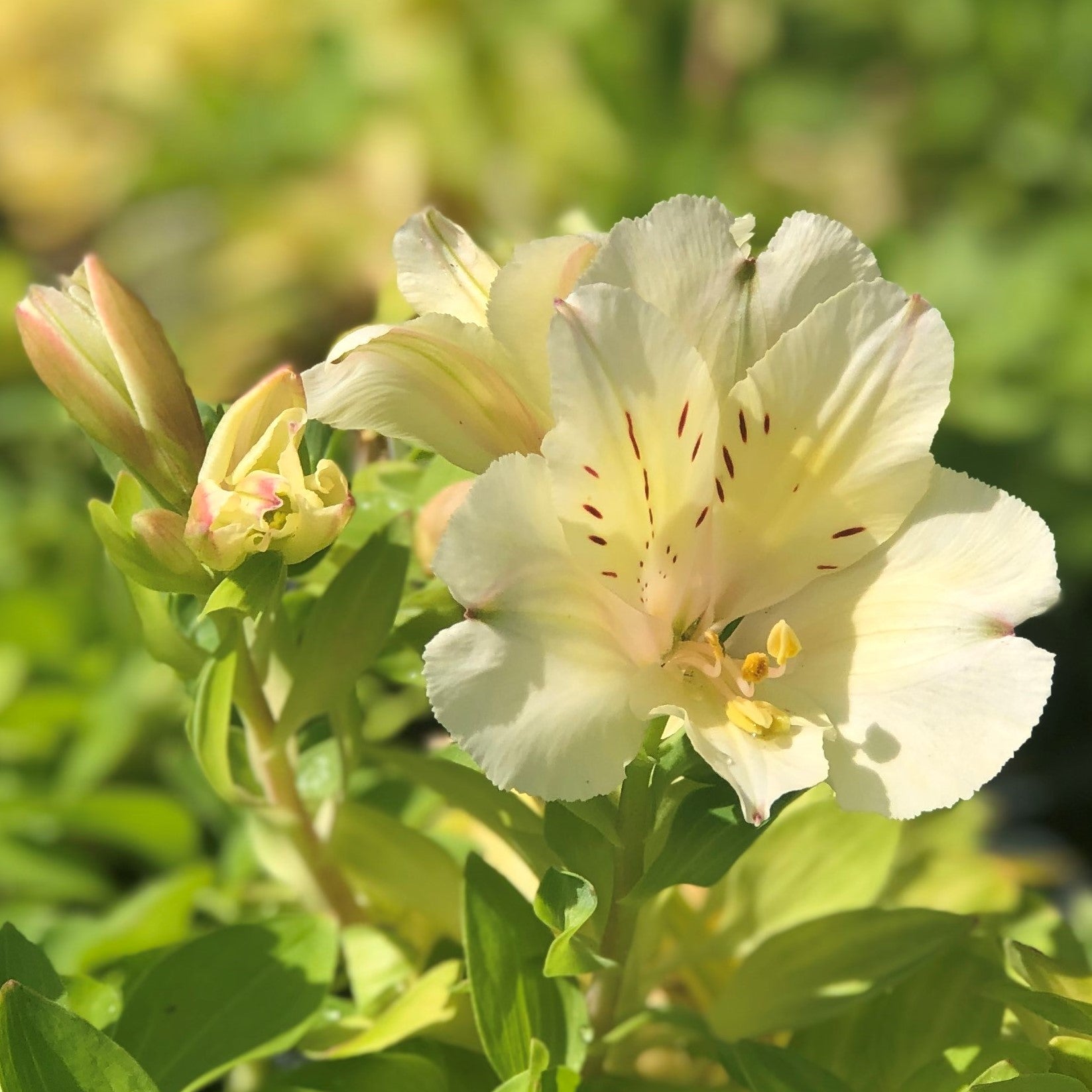Beautiful Peruvian Lily | Alstroemeria Plants For Sale Online – Easy To ...