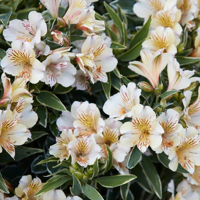 Beautiful Peruvian Lily | Alstroemeria Plants For Sale Online – Easy To ...