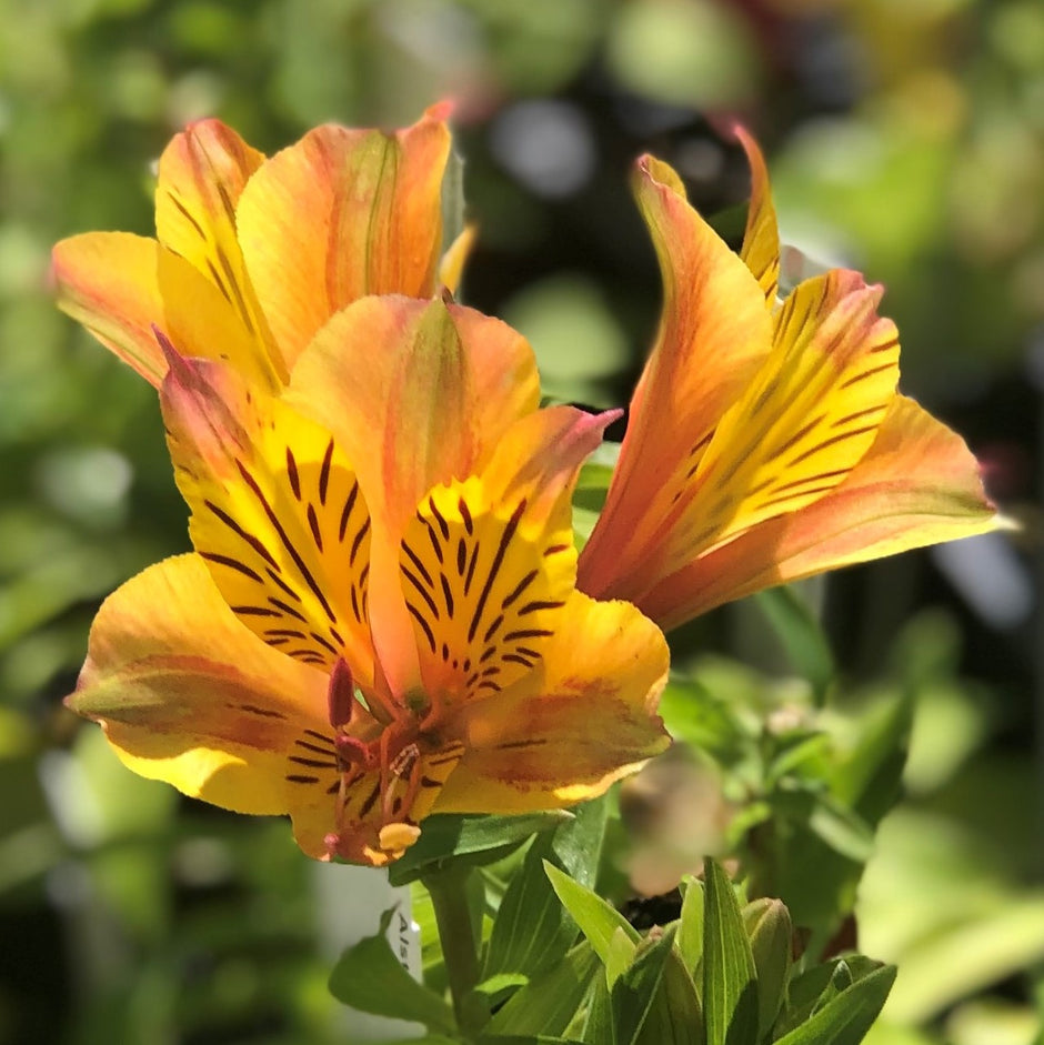 Beautiful Peruvian Lily | Alstroemeria Plants For Sale Online – Easy To ...