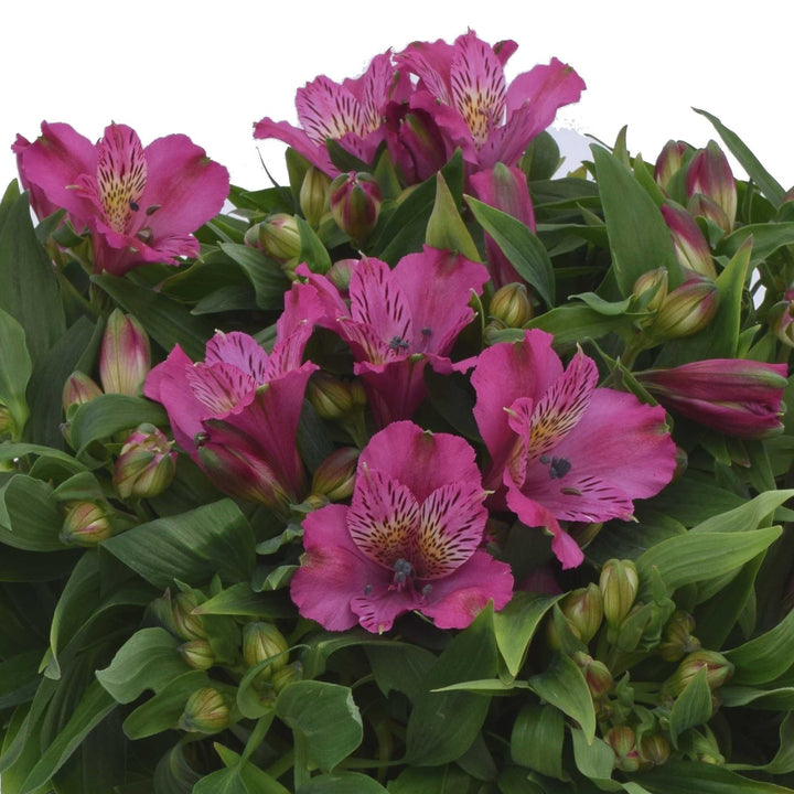 Beautiful Peruvian Lily | Alstroemeria Plants For Sale Online – Easy To ...