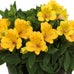 Yellow Alstroemeria Plants For Sale | Inca Gold Rush – Easy To Grow Bulbs
