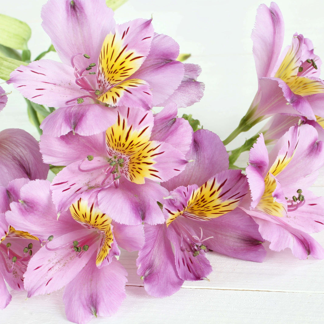Alstroemeria (Princess Lilies) – Easy To Grow Bulbs