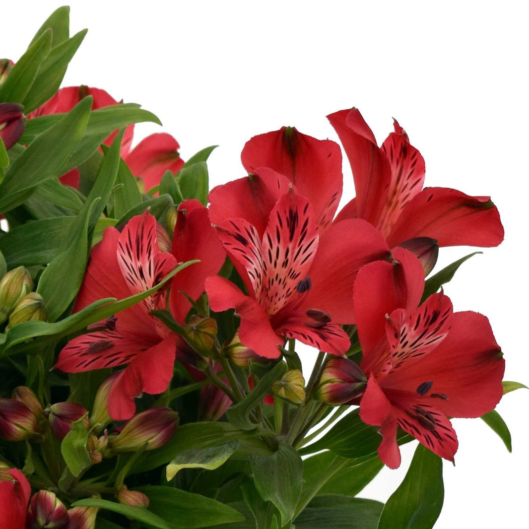 Alstroemeria (Princess Lilies) – Easy To Grow Bulbs