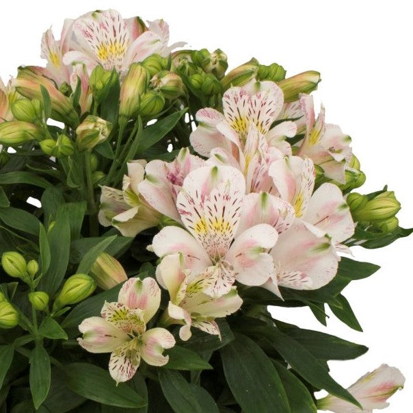Pink and White Alstroemeria Plants For Sale | Inca Vienna – Easy To ...
