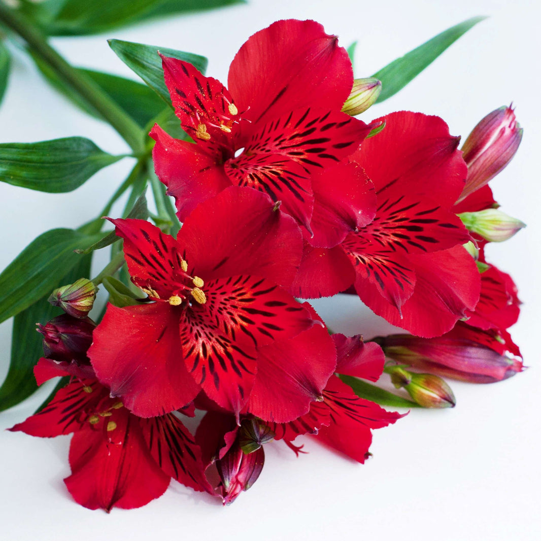 Beautiful Peruvian Lily | Alstroemeria Plants For Sale Online – Easy To ...