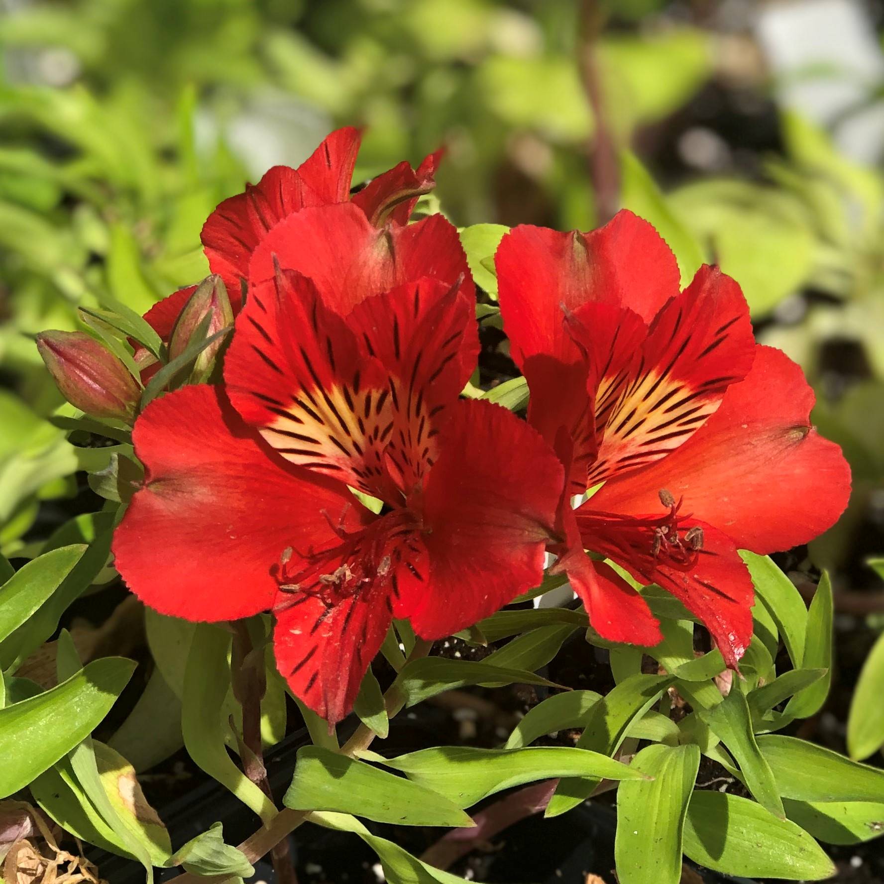 Beautiful Peruvian Lily | Alstroemeria Plants For Sale Online – Easy To ...