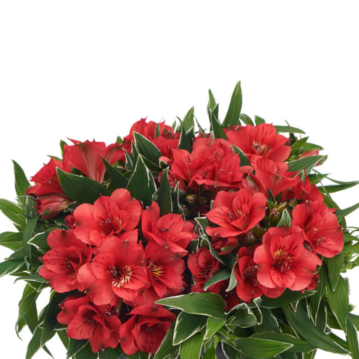 Beautiful Peruvian Lily | Alstroemeria Plants For Sale Online – Easy To ...