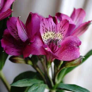 Alstroemeria Inca Coral | Coral Dwarf Alstroemeria Plant – Easy To Grow ...
