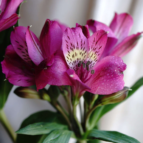 Alstroemeria Planting Guide – Easy To Grow Bulbs