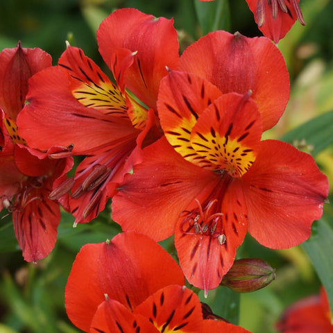 Alstroemeria Planting & Growing Guide – Easy To Grow Bulbs