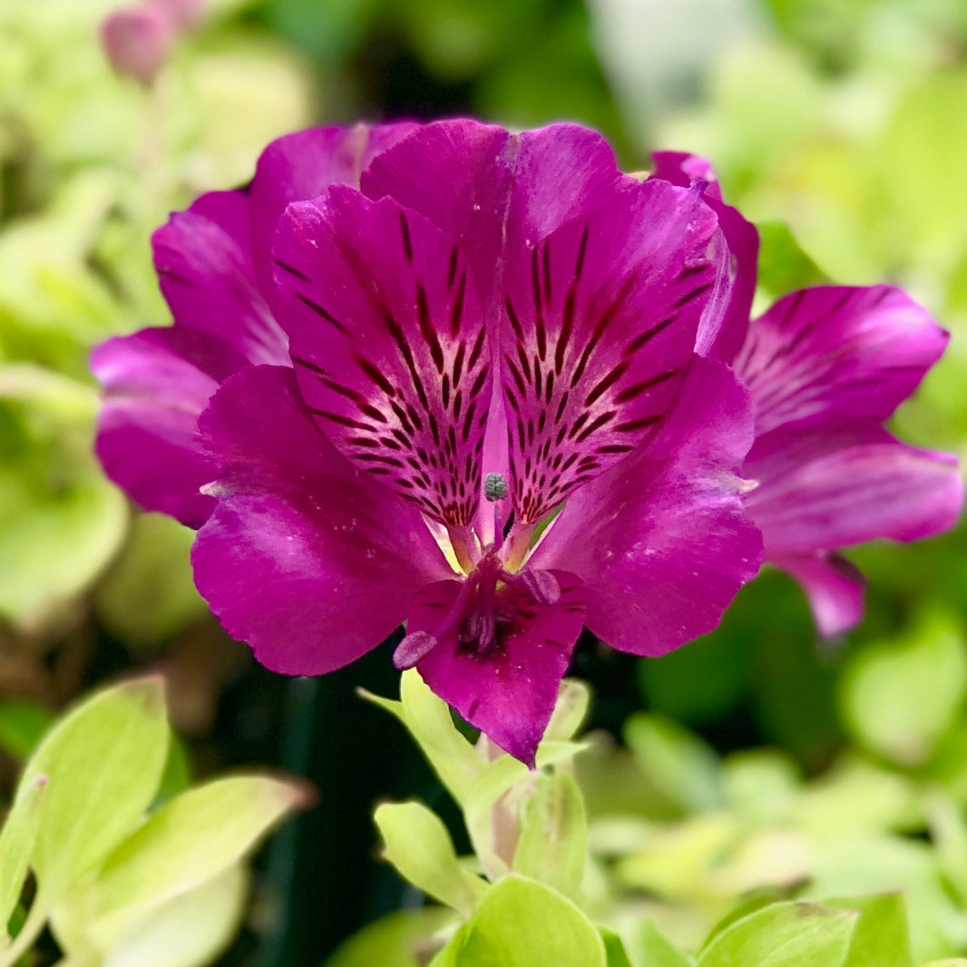 Beautiful Peruvian Lily | Alstroemeria Plants For Sale Online – Easy To ...