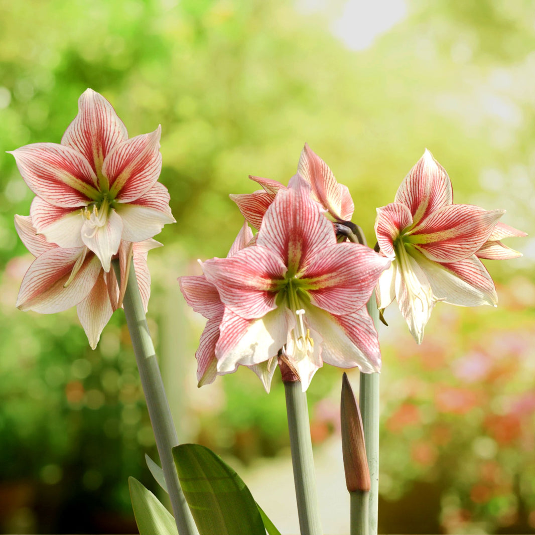 Amaryllis Bulbs for Sale – Easy To Grow Bulbs