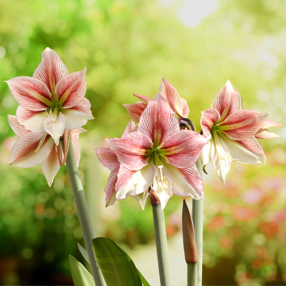 Amaryllis Bulbs for Sale – Easy To Grow Bulbs